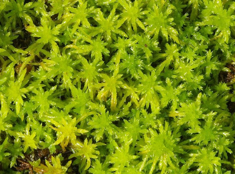Sphagnum Moss Microscope