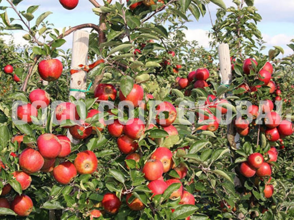 Coco coir benefits and things you need to know - Coco Coir Global