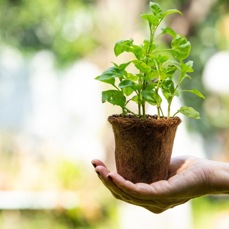 Los beneficios de la fibra de coco en jardinería: cosas que necesita saber
