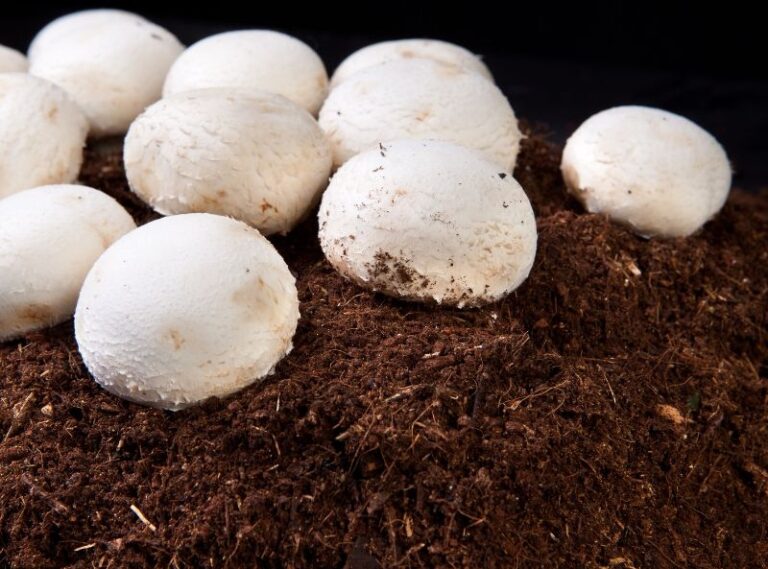 How To Grow Mushrooms On Coco Coir Substrate