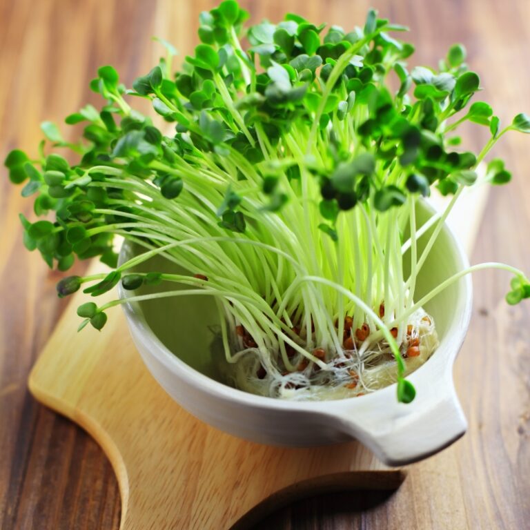 Coco Coir For Microgreens: Growing Mediums for Microgreens