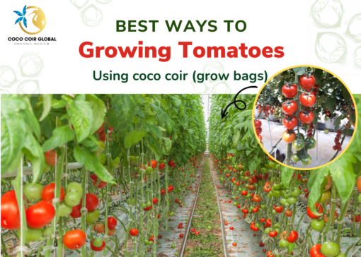 What is Coco Coir? - Definition and Advantages - Coco Coir Global Vietnam