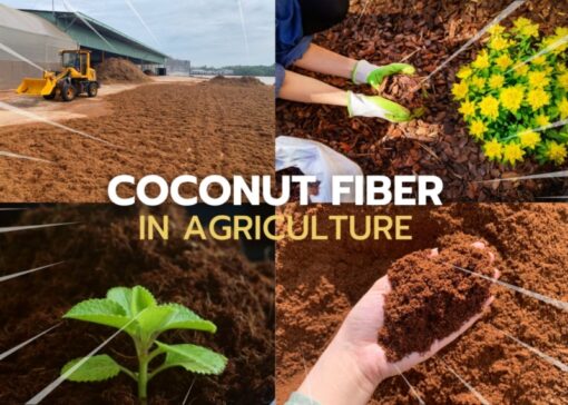 What is Coconut Fiber? A Versatile and Sustainable Soil Substitute