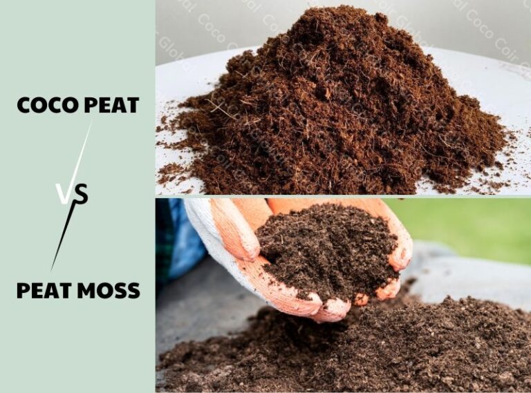 Coco Peat for Plants: Uses and Benefits of Coco Peat