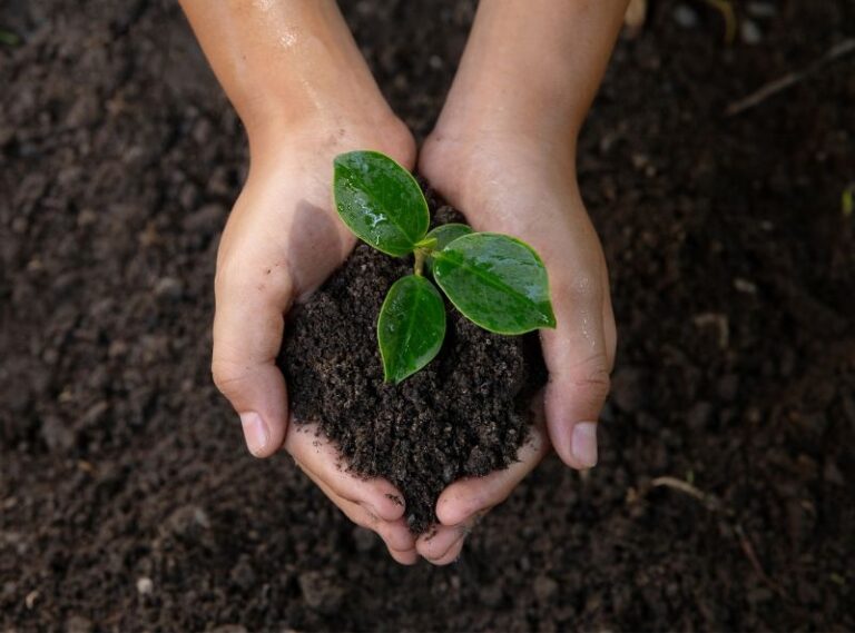 Coir vs Soil: Differences Between Coir and Soil