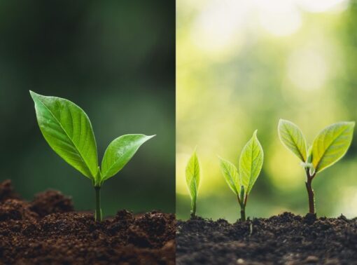 Coir vs Soil: Differences Between Coir and Soil
