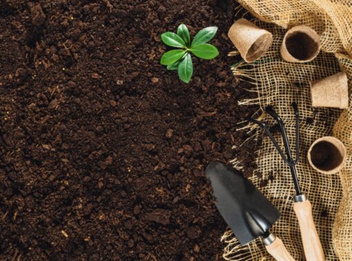 How to Prepare Coco Coir for Garden and Indoor Plants