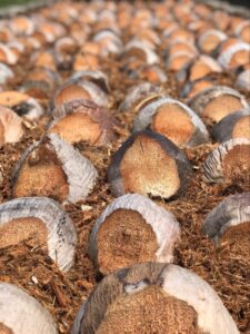 Coco Coir vs. Coco Peat: Differences and Similarities