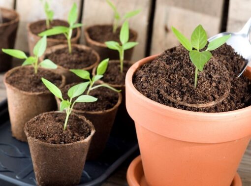 How to Buffer Coco Coir? Guide to Buffering Condensed Coco Coir