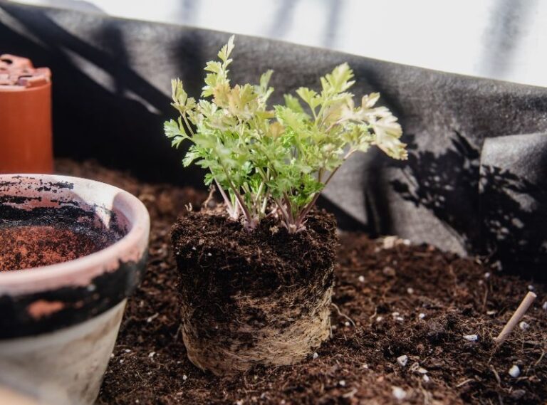 How to Buffer Coco Coir? Guide to Buffering Condensed Coco Coir