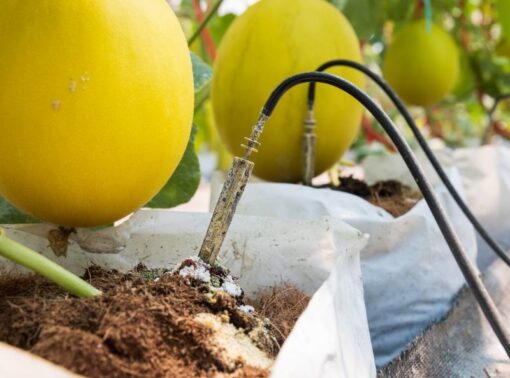 What is Coco Peat? Applications and Benefits of Coco Peat