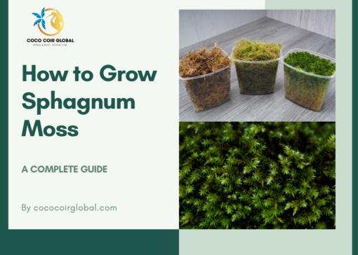How to Grow Sphagnum Moss: A Complete Guide