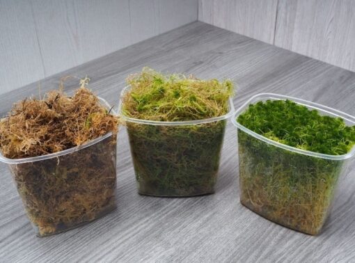 Sphagnum Moss vs Peat Moss: Differences and Uses