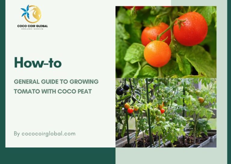 Coco Peat for Tomatoes: A Comprehensive Guide to Effective